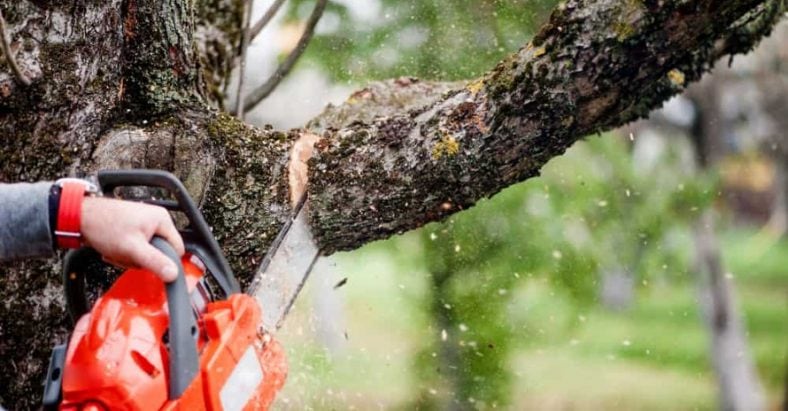 How to Fell a Tree With a Chainsaw? – A Practical Guide
